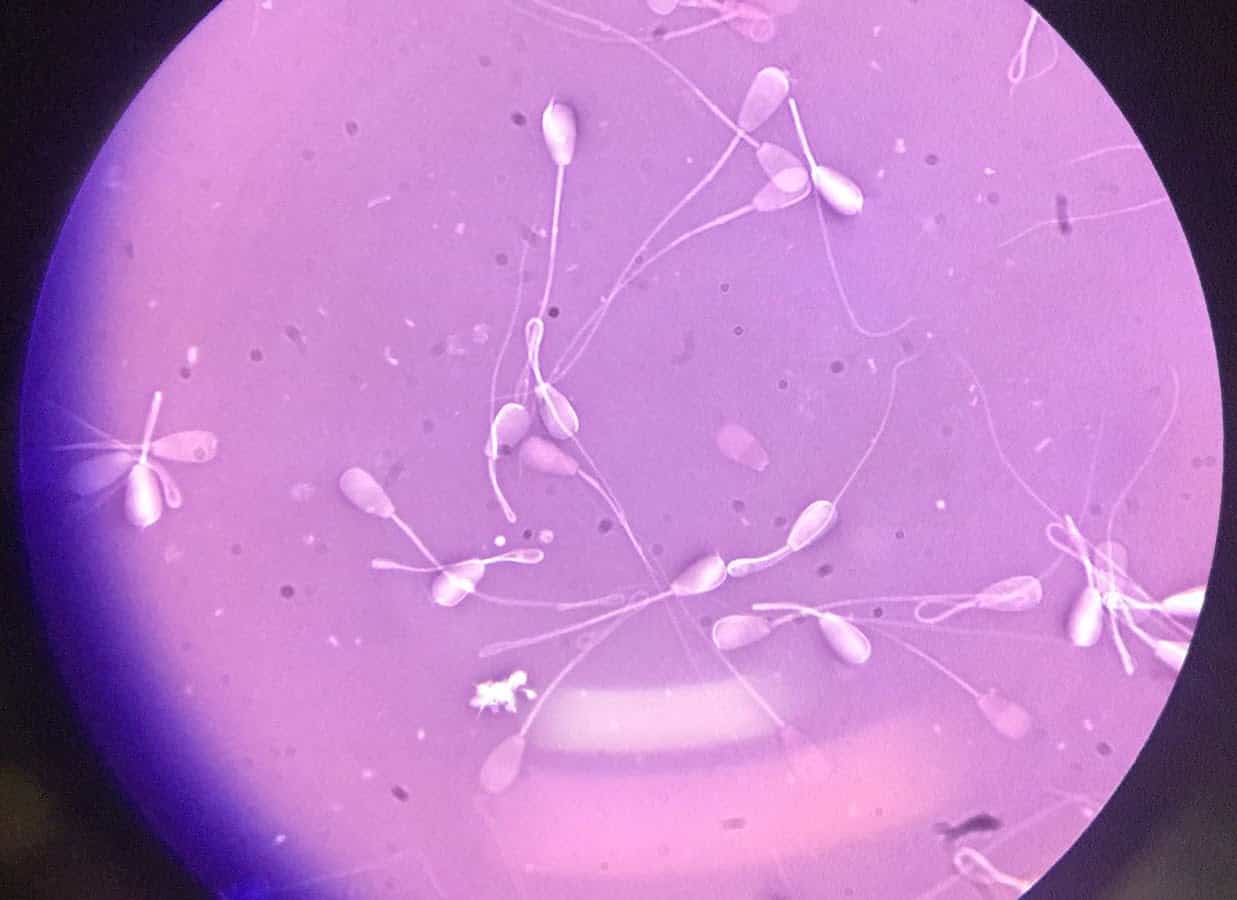 VSR • The Bull Fertility Evaluation and Reporting App for Vets